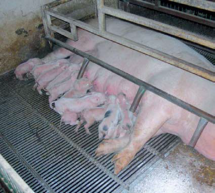 Criterios nutritivos para una correcta alimentación de la cerda ...