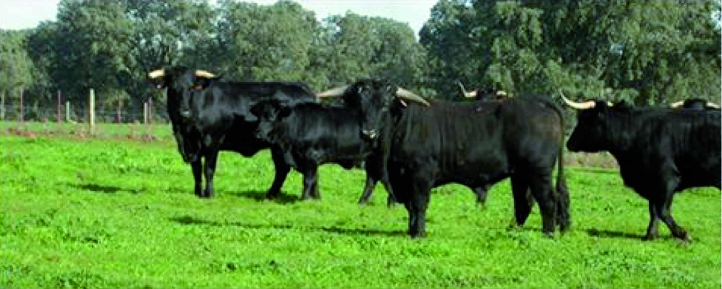 Patrón de actividad de vacas de raza Morucha en extensivo mediante ...