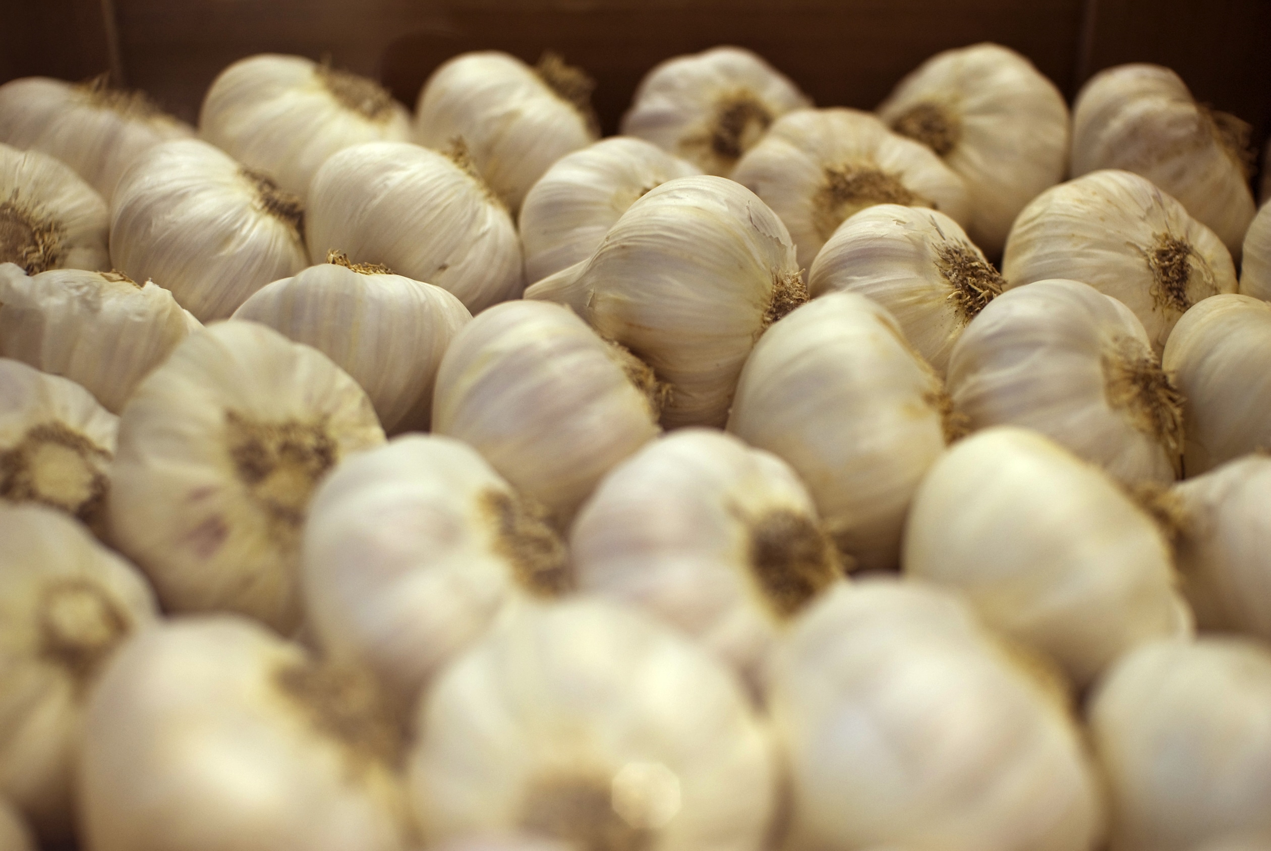 Brexit: productores de ajo piden a la CE una revisión del cupo de ...