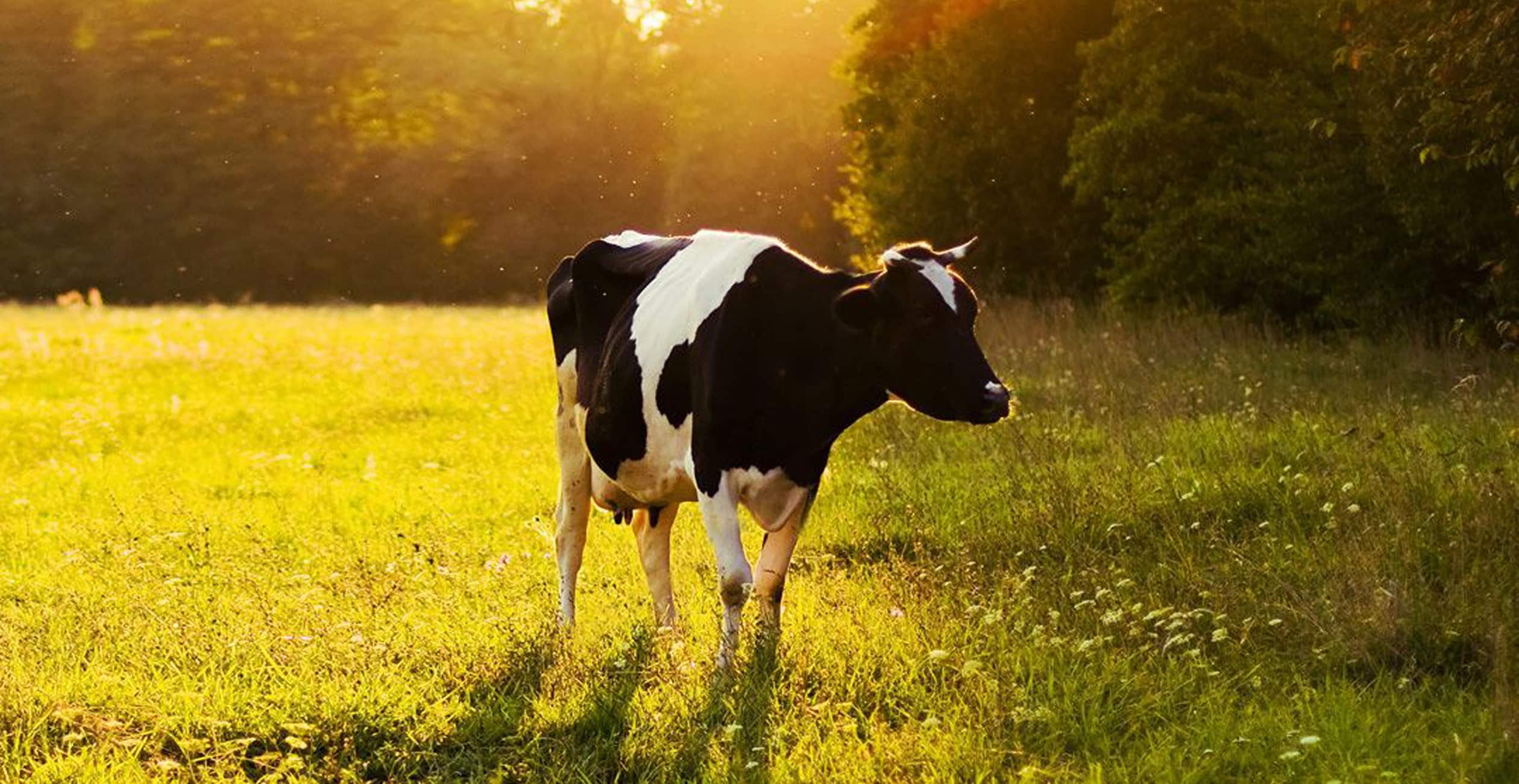 Vetia estrena su web corporativa destinada a profesionales del sector ...