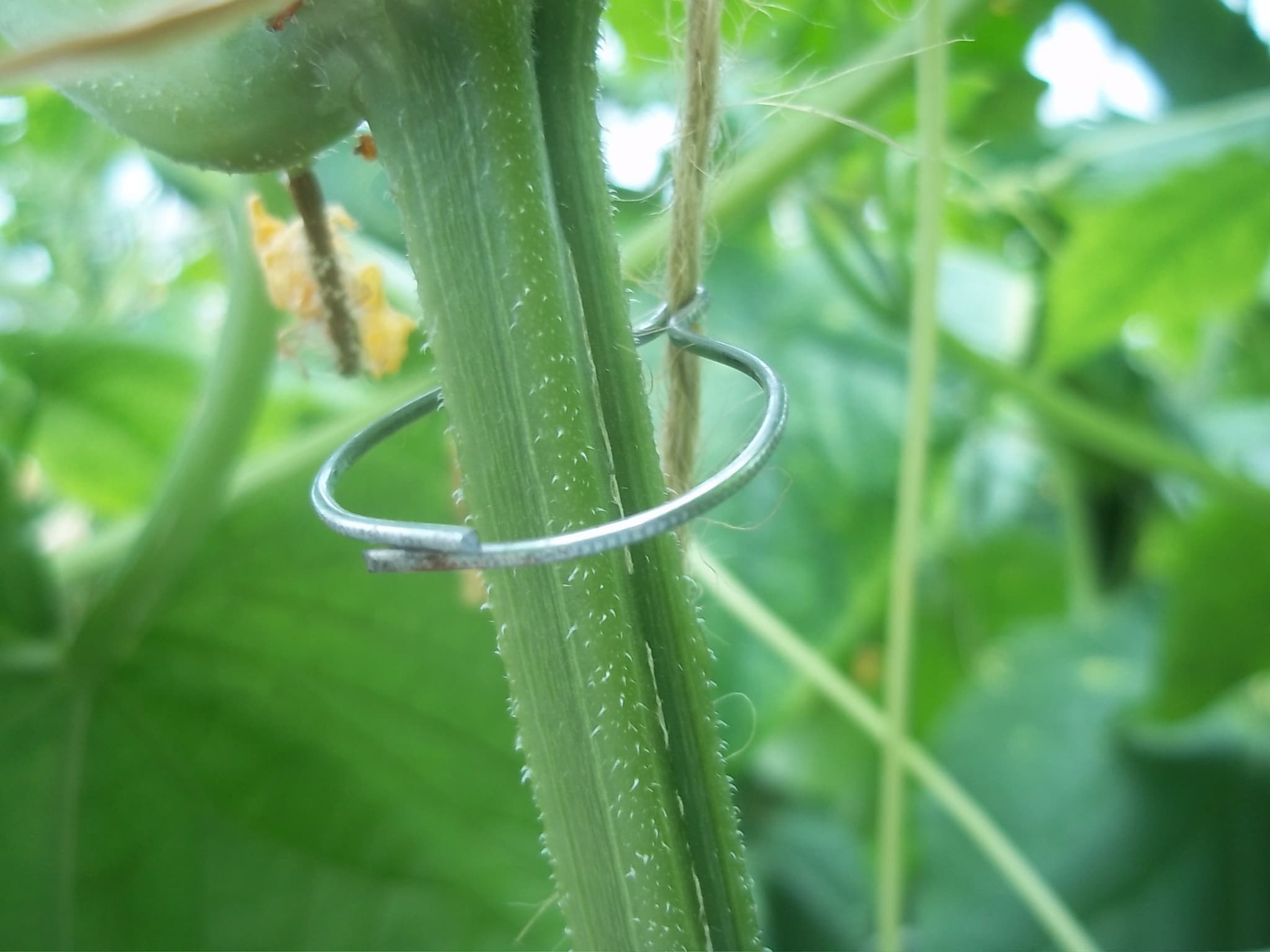 Agrifast lanza la nueva AG 235 para el entutorado del cultivos