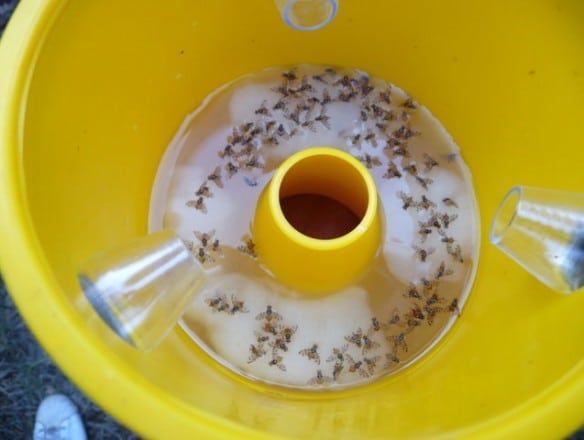 Cera Trap amplía su uso en España a cultivos menores