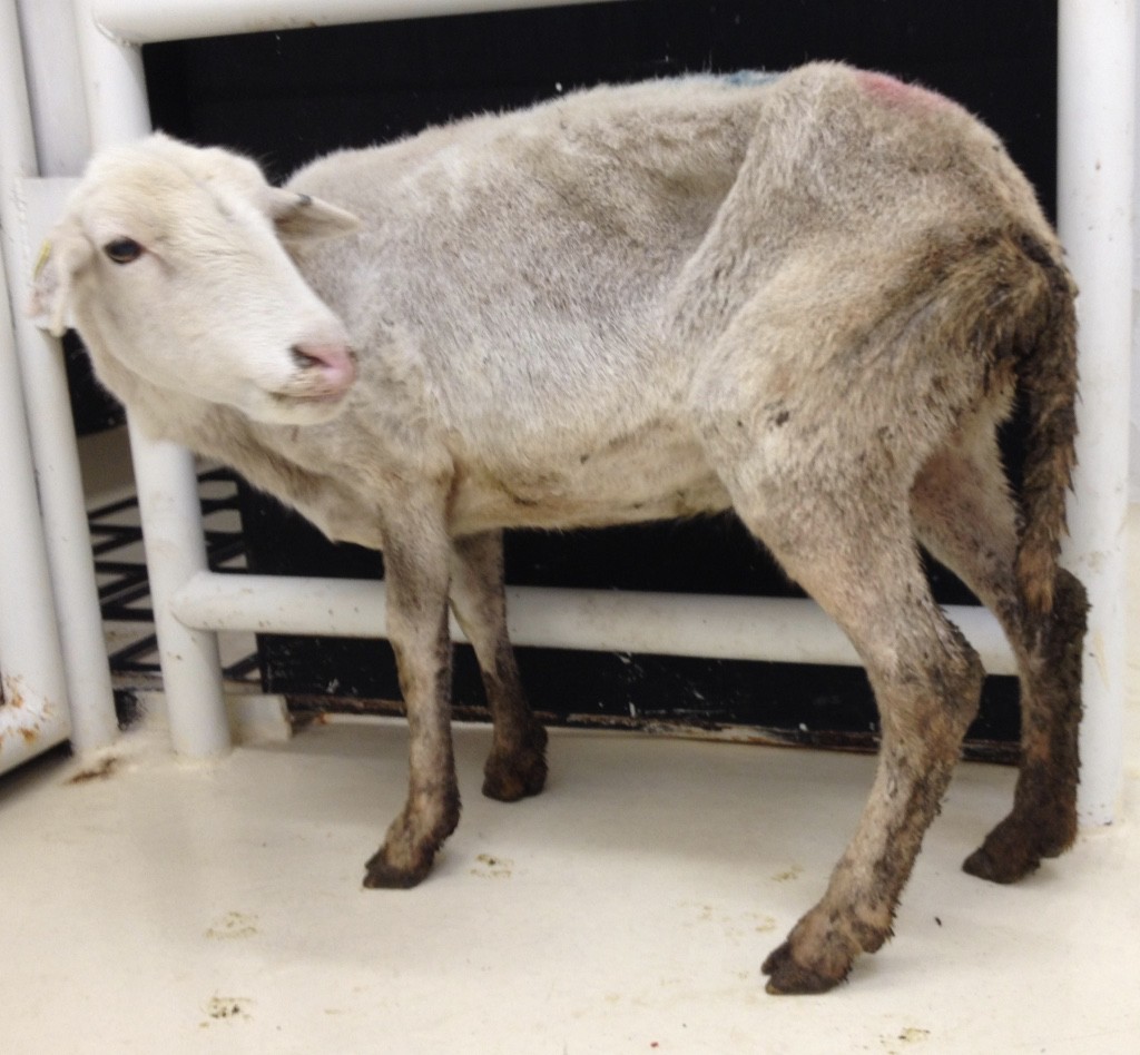 Diagnóstico | Paratuberculosis en pequeños rumiantes