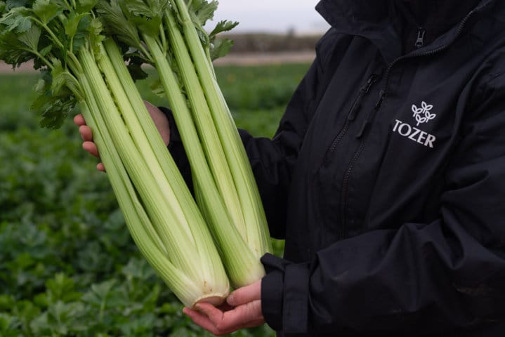 Tozer Days 2023: novedades en apio, kale y espinaca