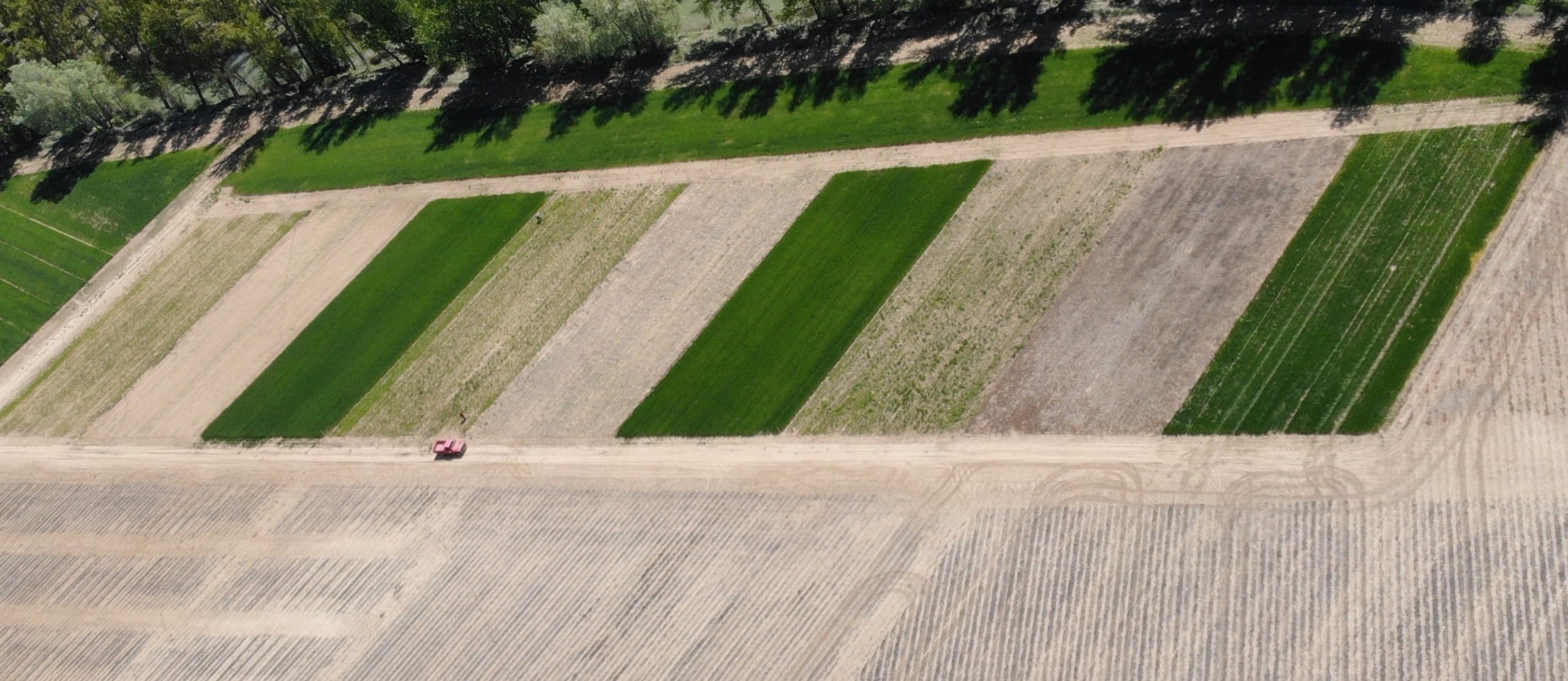 Ensayos de técnicas de laboreo y rotación