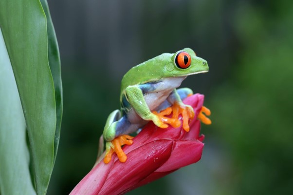 ¿Cómo afecta el calor a los animales exóticos? - Agronegocios