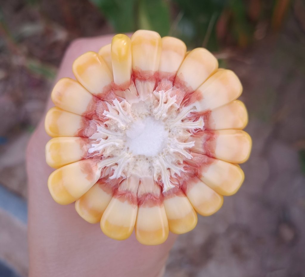 Nuevas variedades de maíz para grano de ciclos 600 y 700